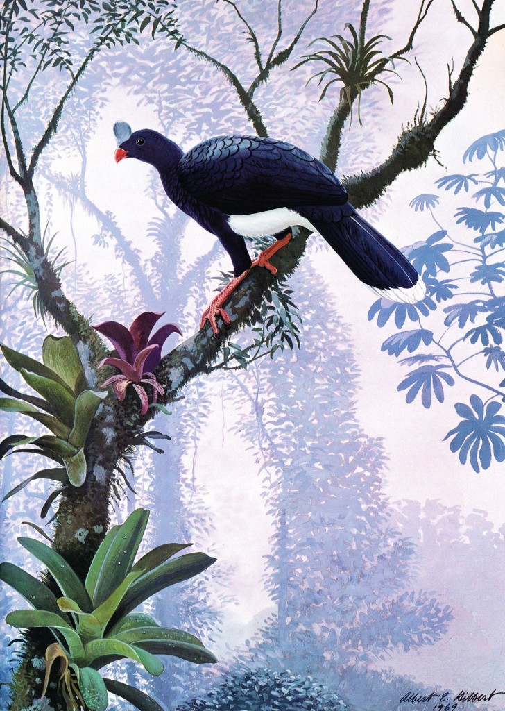 The Art of Ornithology: A Century of Bird Illustration - Portland State ...